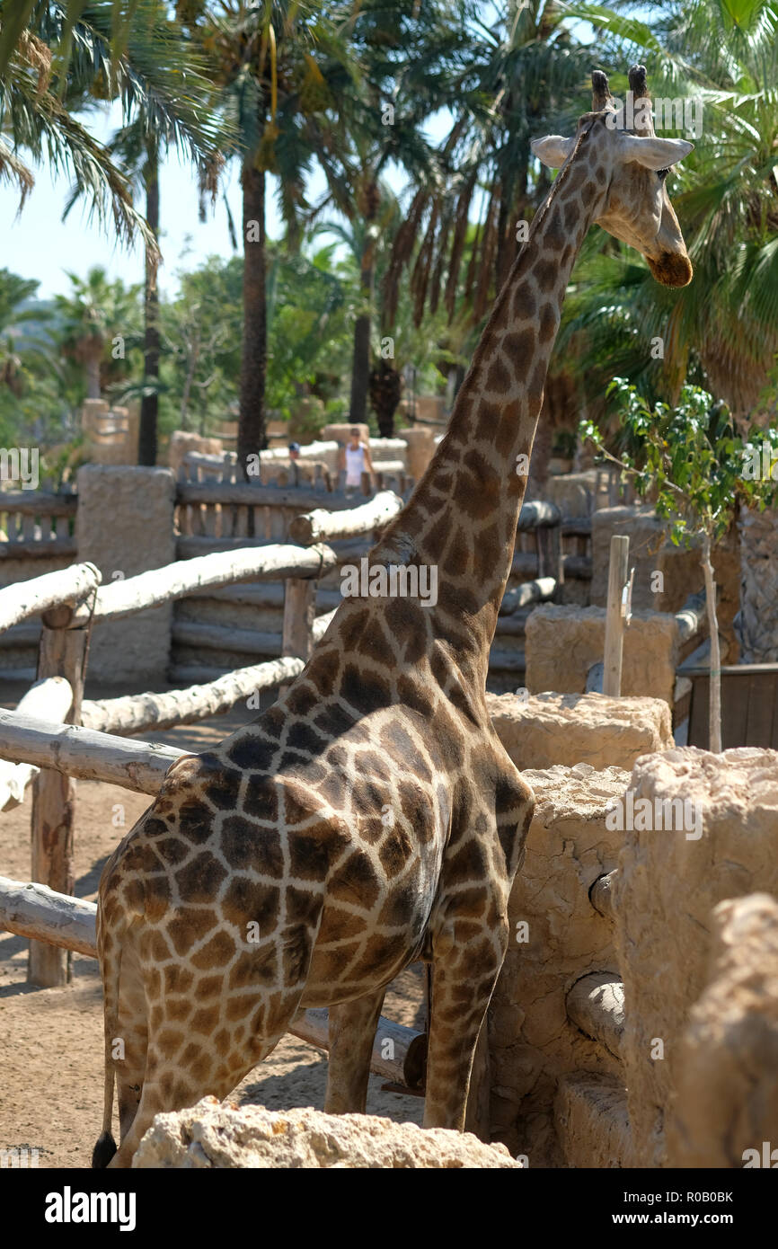Giraffe standing behind the fence at safari park, rear back view Stock ...