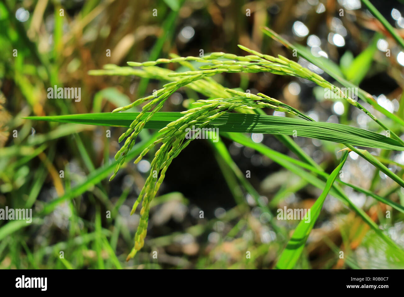 Closed up the almost ripe rice plants in the paddy field of Thailand ...