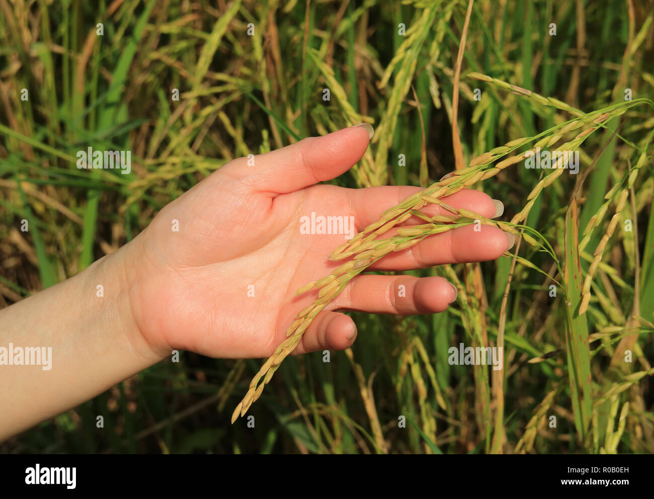 Hand holding paddy rice grain hi-res stock photography and images - Alamy