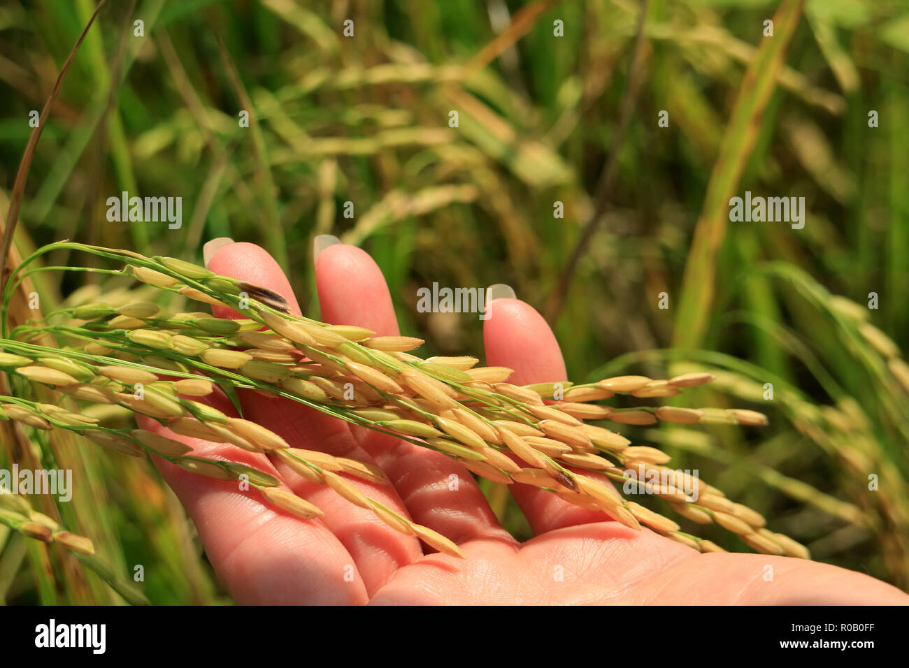 Close up of a female's hand holding ripe rice grains of the rice plants ...
