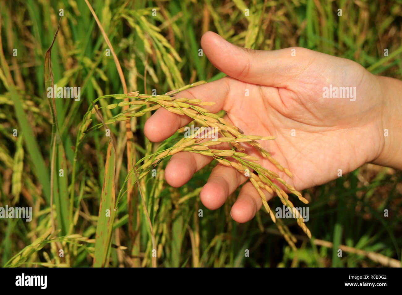 Man hand rice harvest rice hi-res stock photography and images - Alamy
