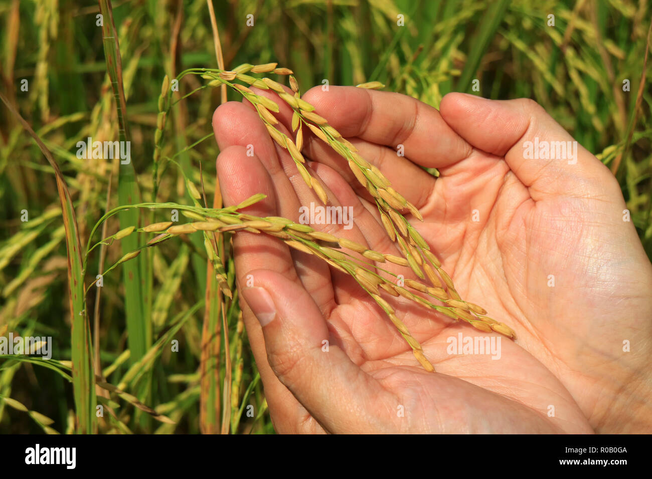 Man holding ripe rice grains of the rice plants with two hands Stock ...