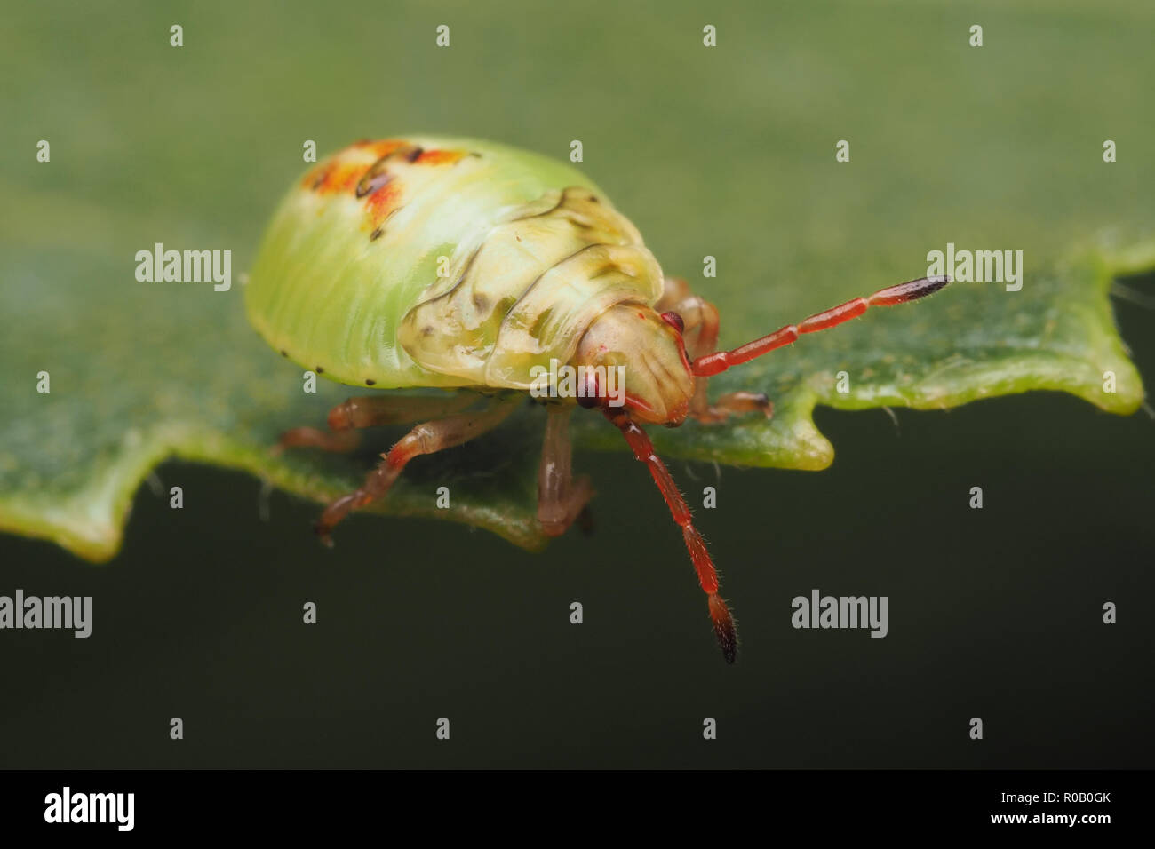 Birch Shieldbug nymph (Elasmostethus interstinctus) on edge of birch ...