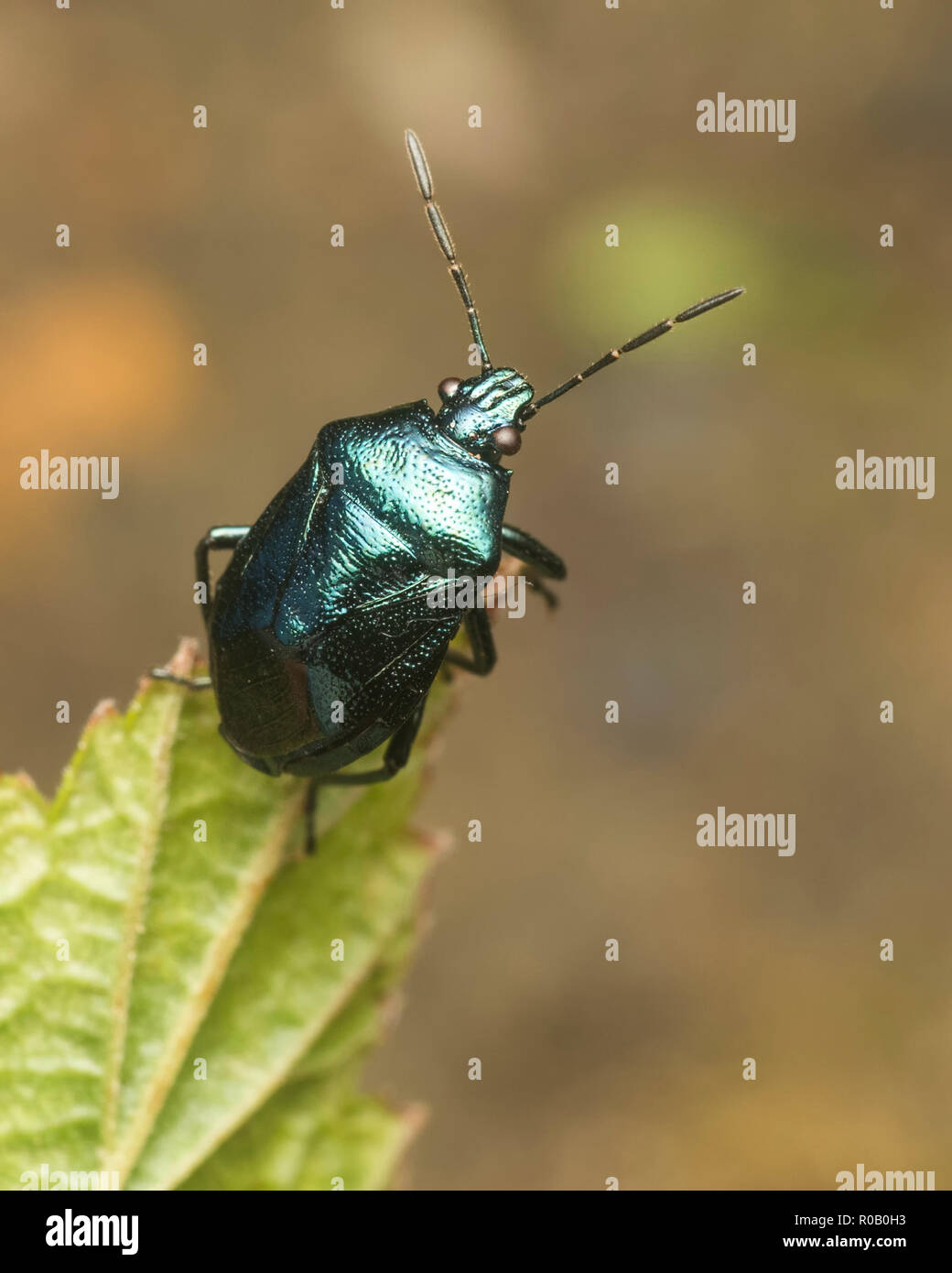 Bug blue High Resolution Stock Photography and Images - Alamy