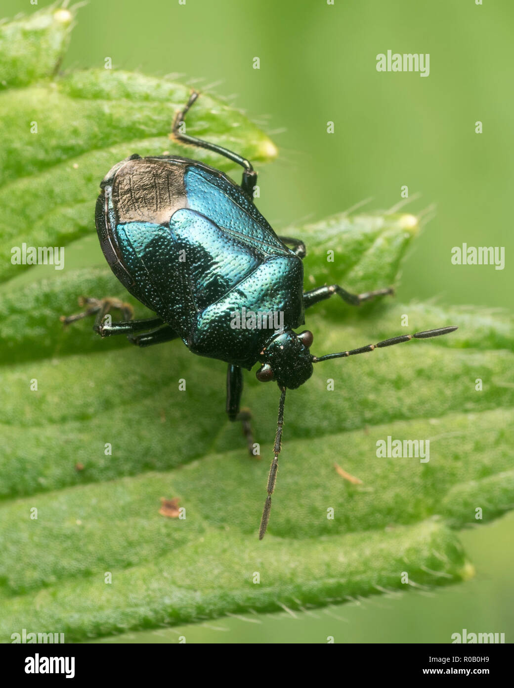 Blue Shieldbug (Zicrona caerulea) resting on plant leaf. Tipperary ...