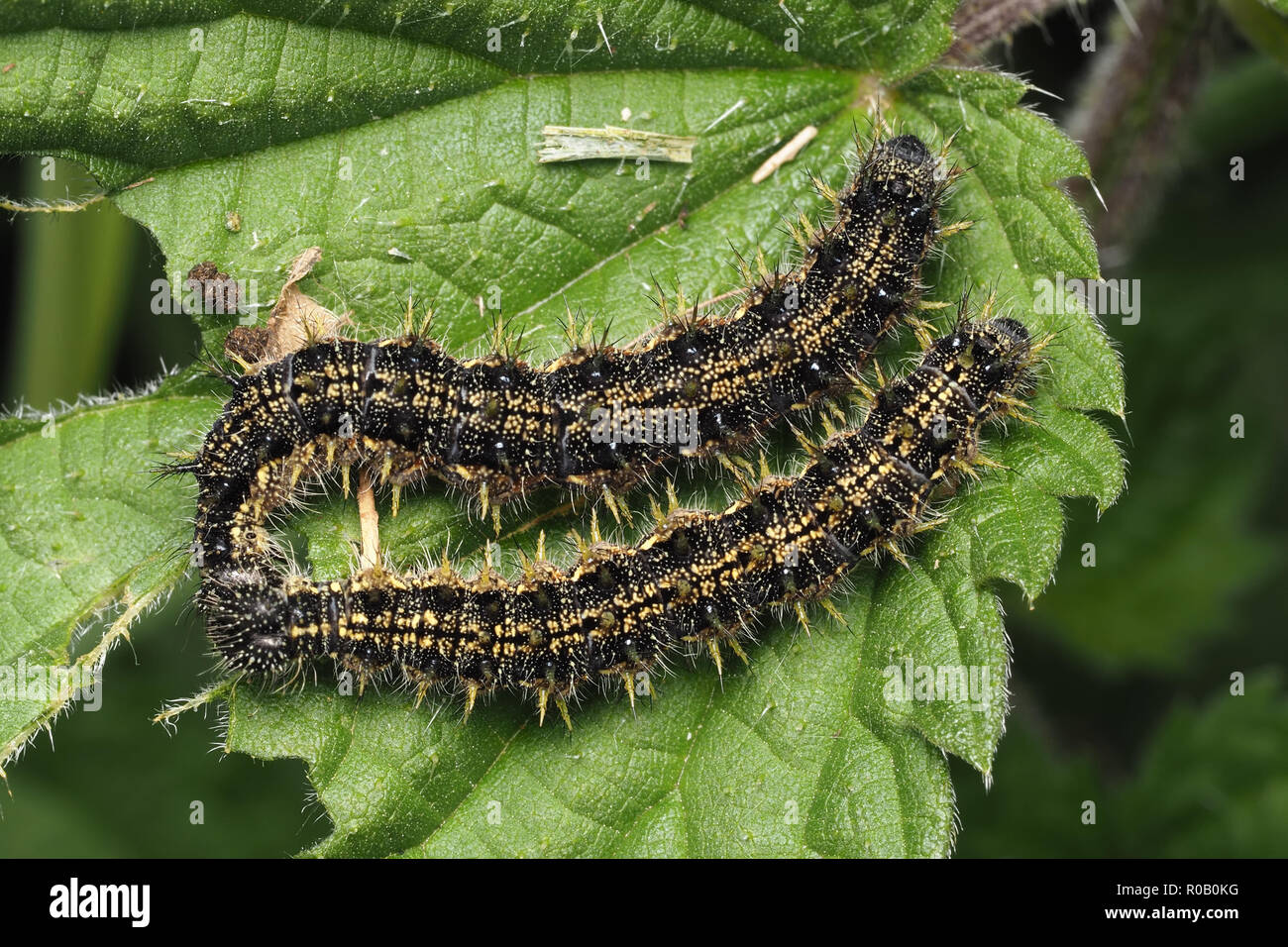 Dorsal view of a pair of Small Tortoiseshell caterpillars (Aglais ...