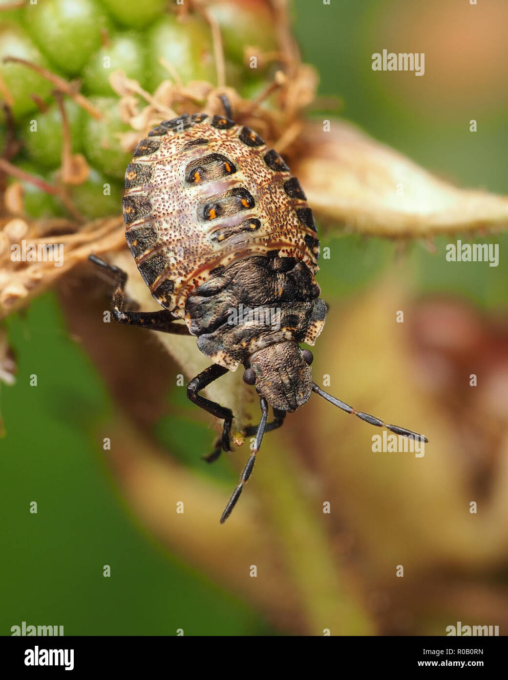 Red legged shieldbug nymph hi-res stock photography and images - Alamy