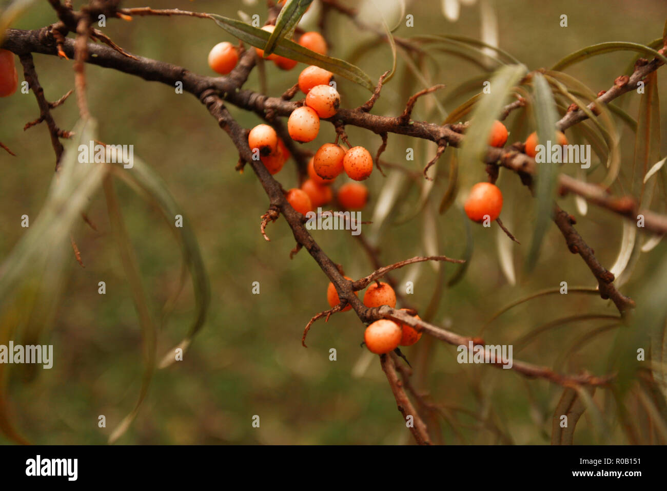 The fruits of ripe sea buckthorn berries on a tree branch Stock Photo ...