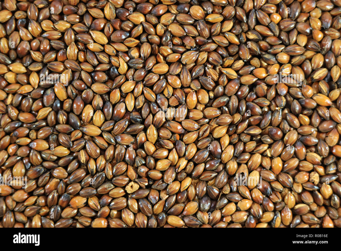 Top View of Brown Color Gradation of Roasted Barley for Making Japanese ...