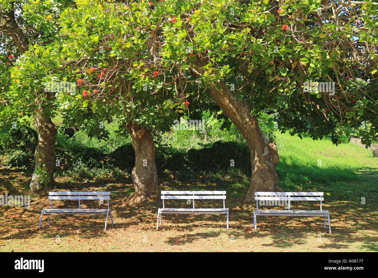 Park bench under big tree hi-res stock photography and images - Alamy
