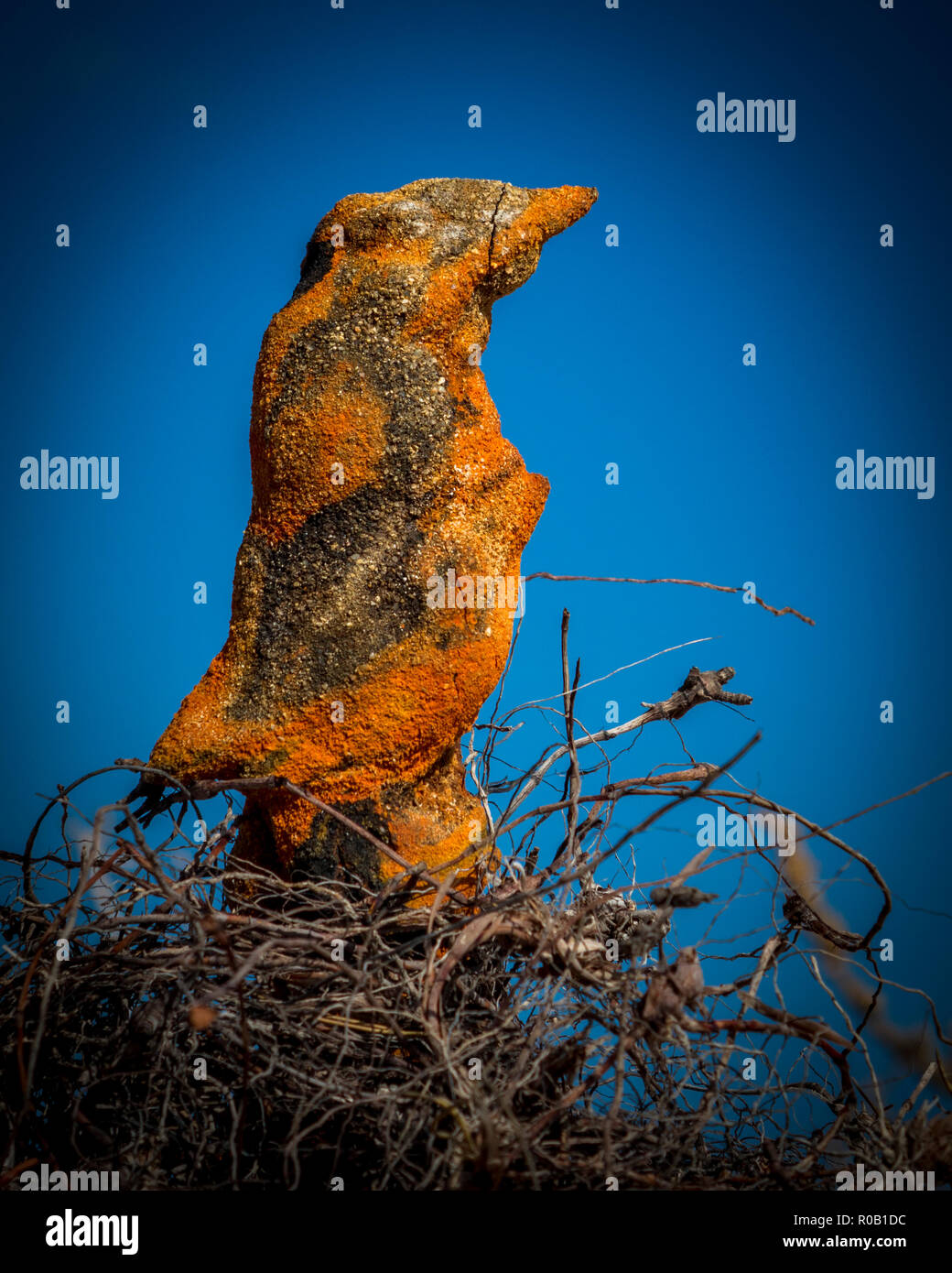 Metal rust bird with good texture in sand dunes in the Natural Park in ...
