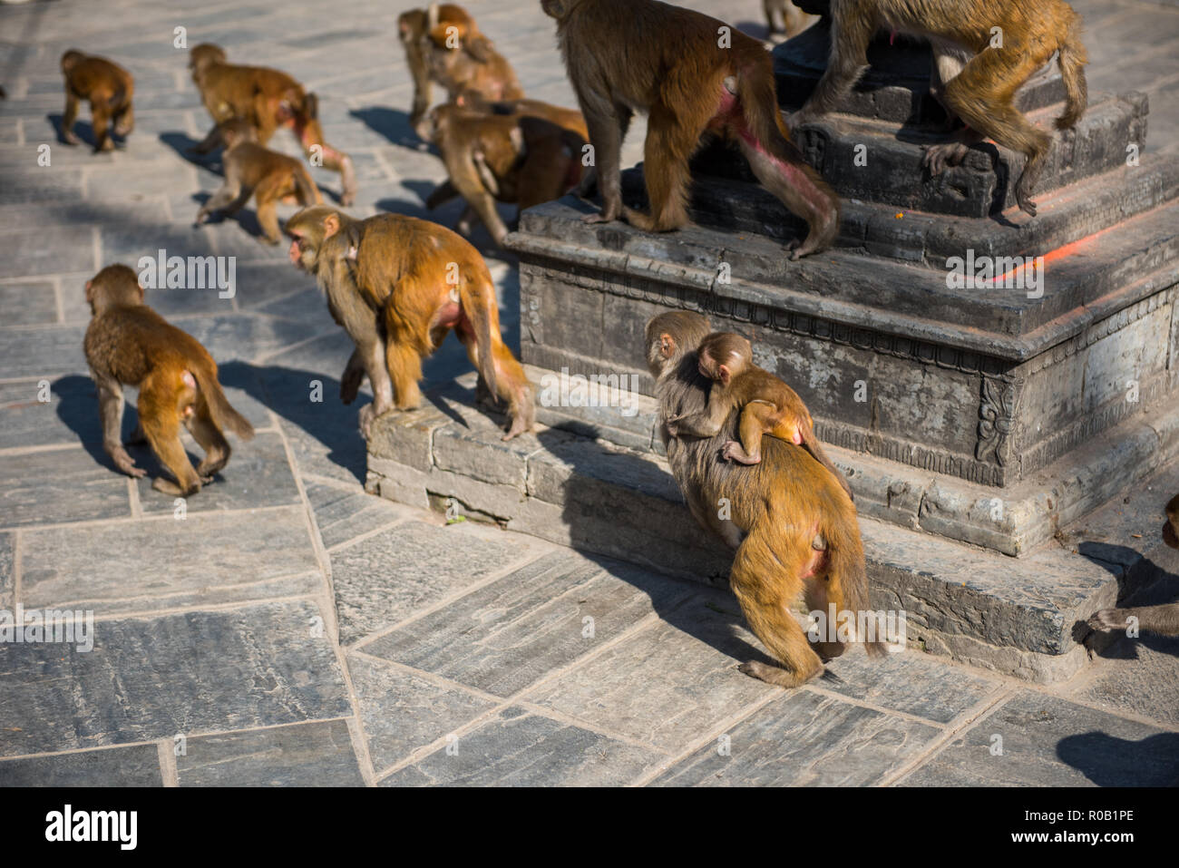 A temple monkey at the Swayambunath Buddhist temple, Katmandu, Nepal ...