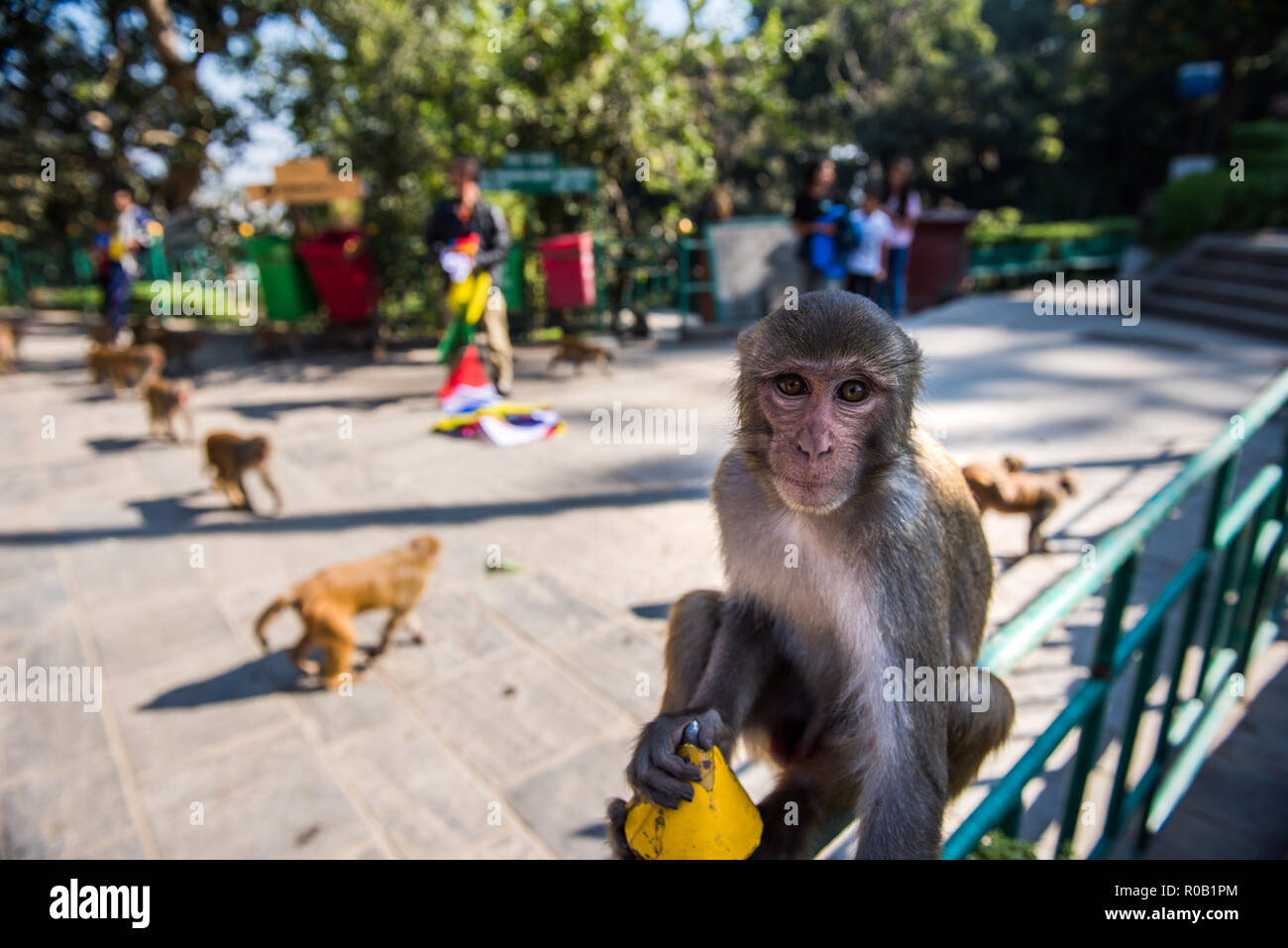 A temple monkey at the Swayambunath Buddhist temple Stock Photo - Alamy