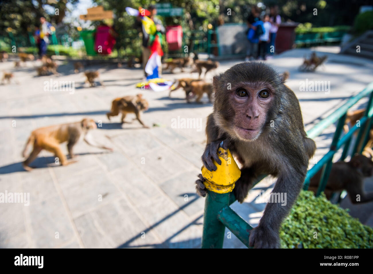 A temple monkey at the Swayambunath Buddhist temple Stock Photo - Alamy