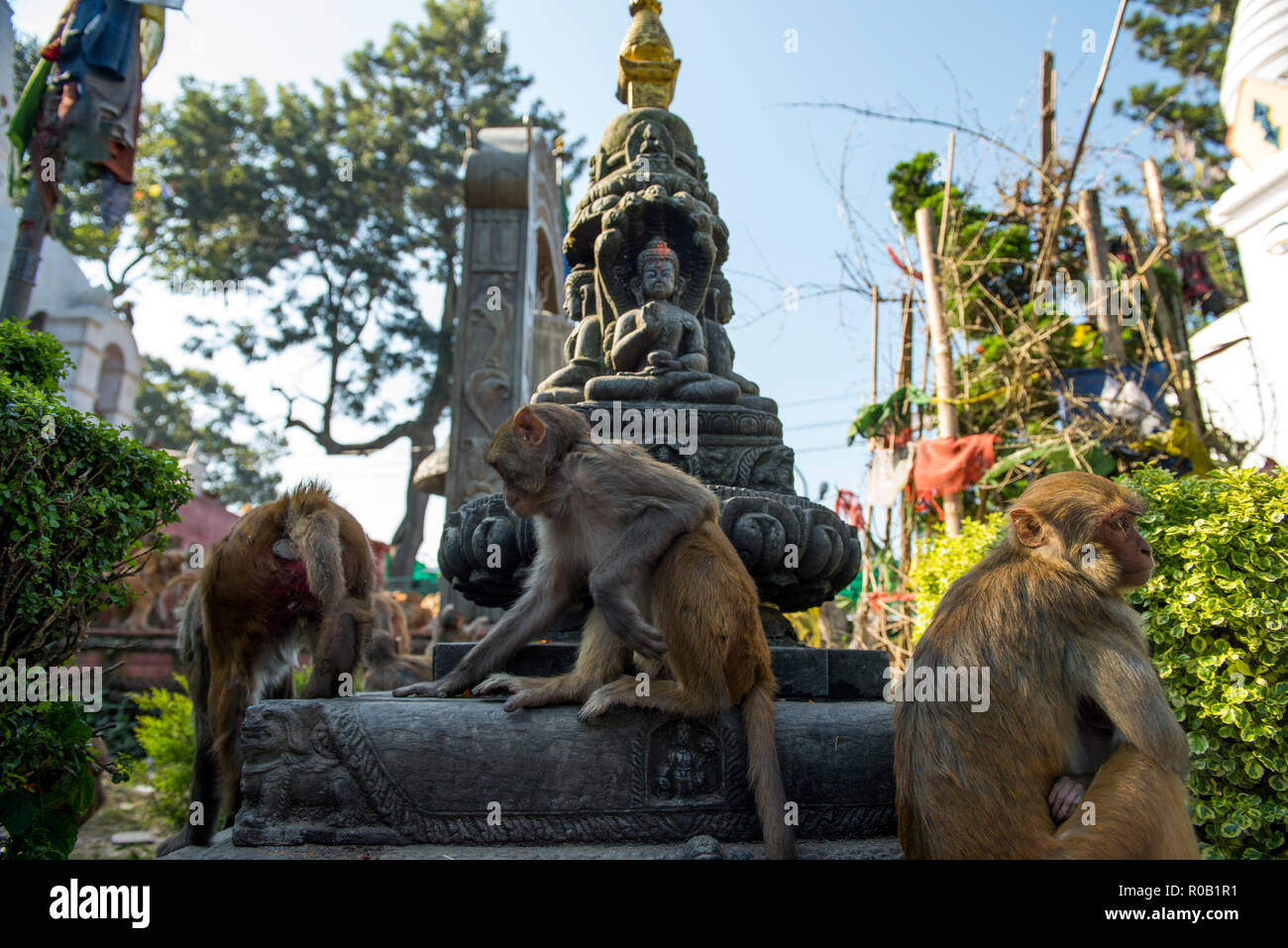 A temple monkey at the Swayambunath Buddhist temple Stock Photo - Alamy