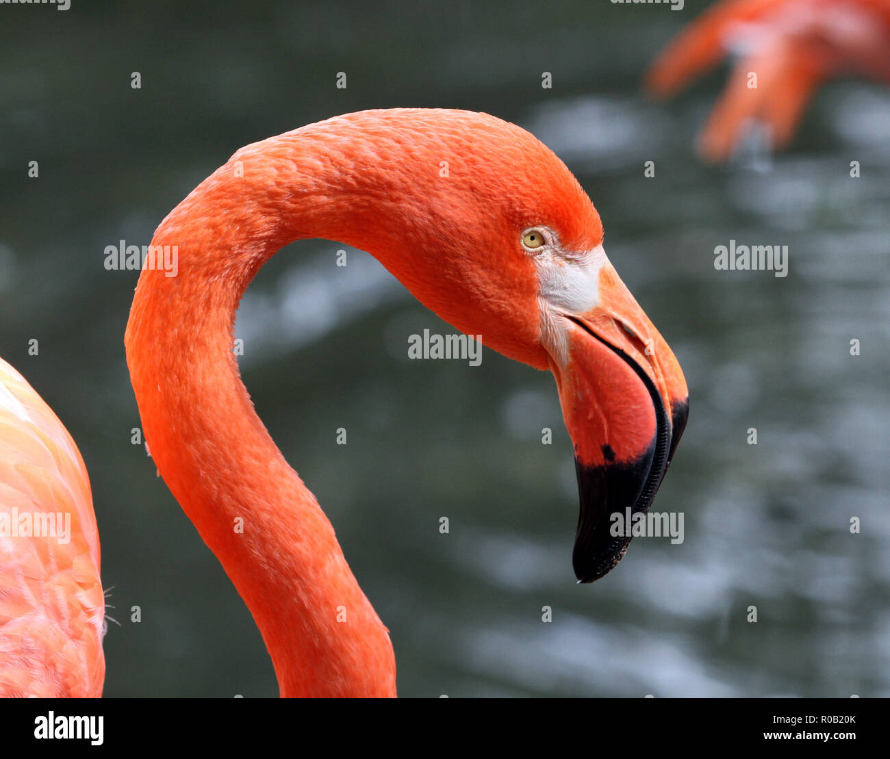 A flamingo close up Stock Photo - Alamy