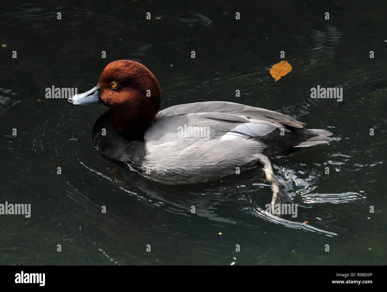 A Redhead Duck swimming in a lake Stock Photo - Alamy