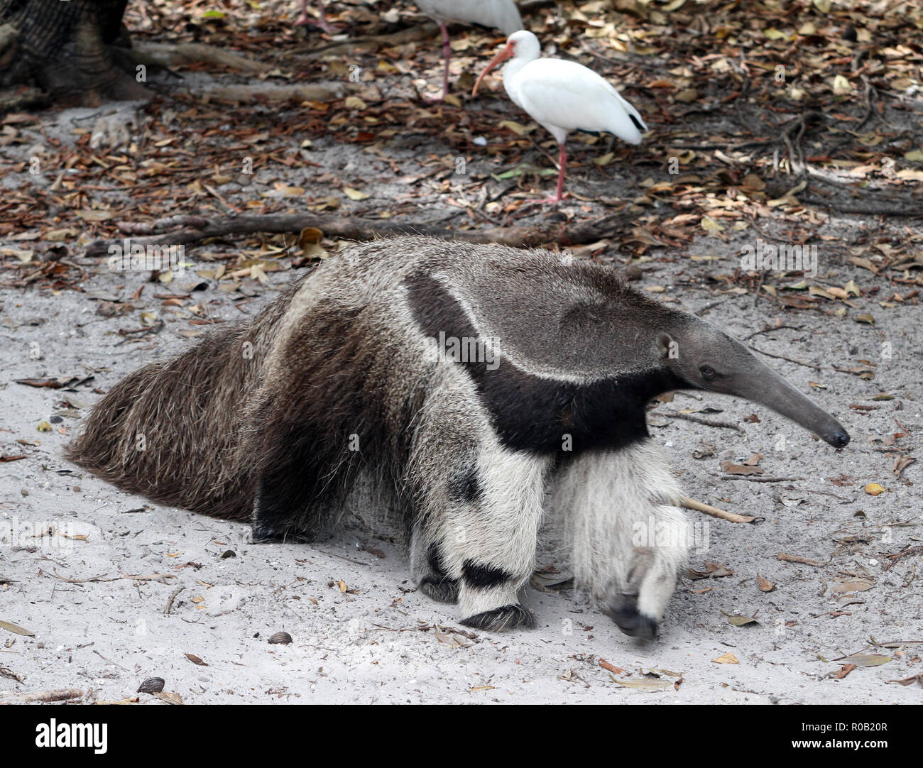 An Anteater walking in the sand Stock Photo - Alamy