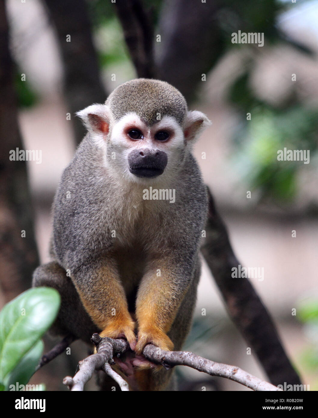 Monkey climbing a tree hi-res stock photography and images - Alamy