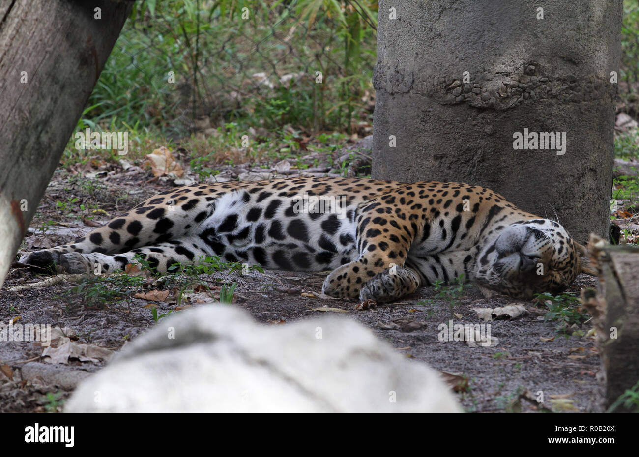 Jaguar resting under a tree Stock Photo - Alamy