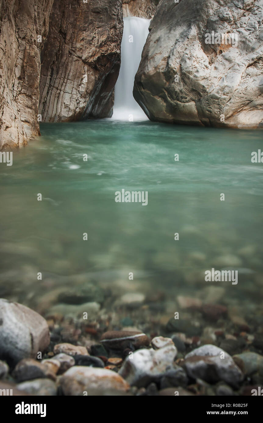 Forest turkey hi-res stock photography and images - Alamy