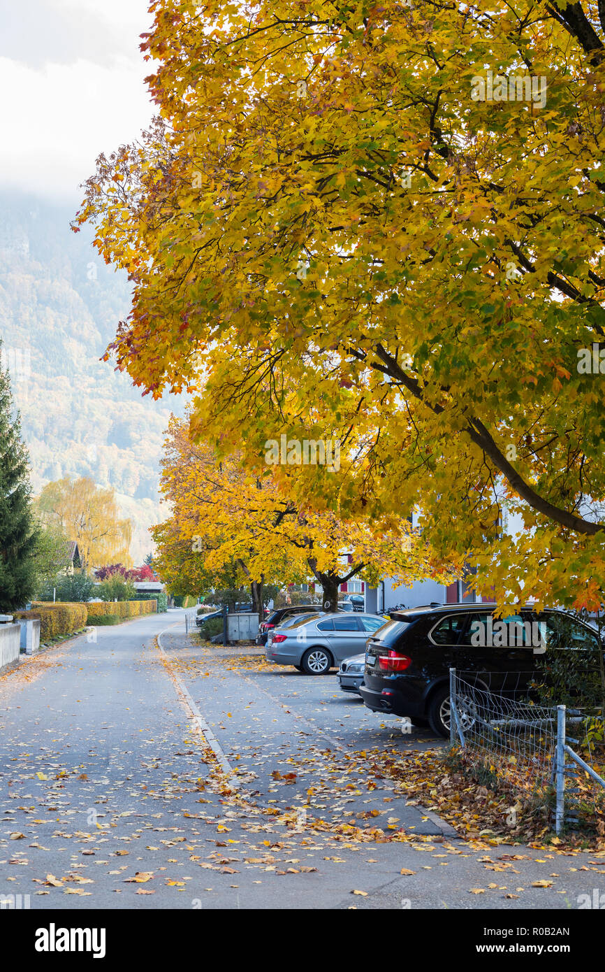 Trees shedding leaves hi-res stock photography and images - Alamy