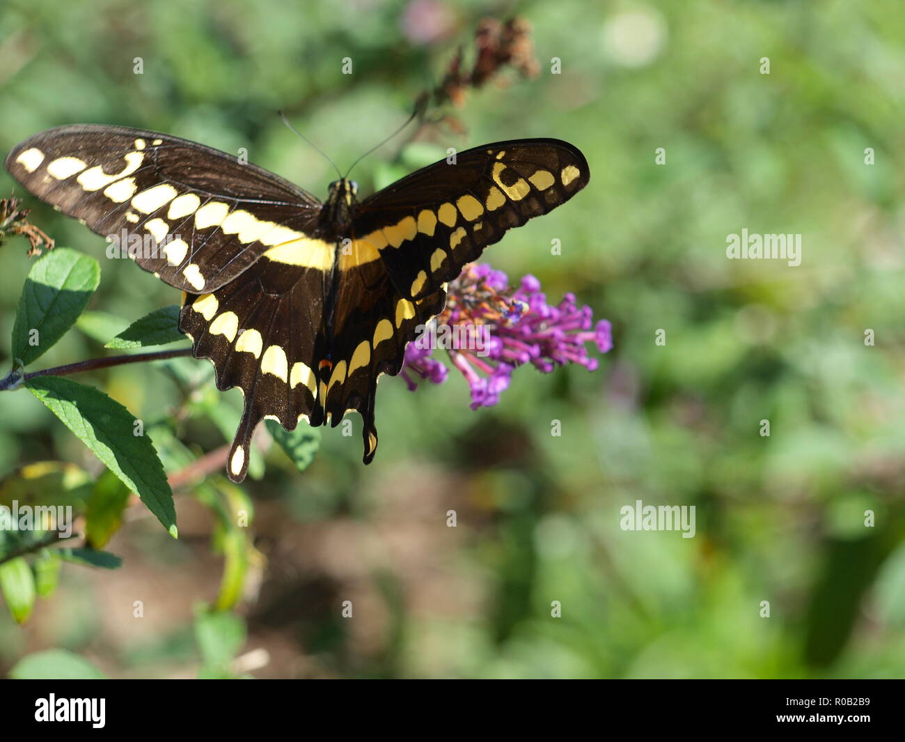 Monarch texas state butterfly hi-res stock photography and images - Alamy