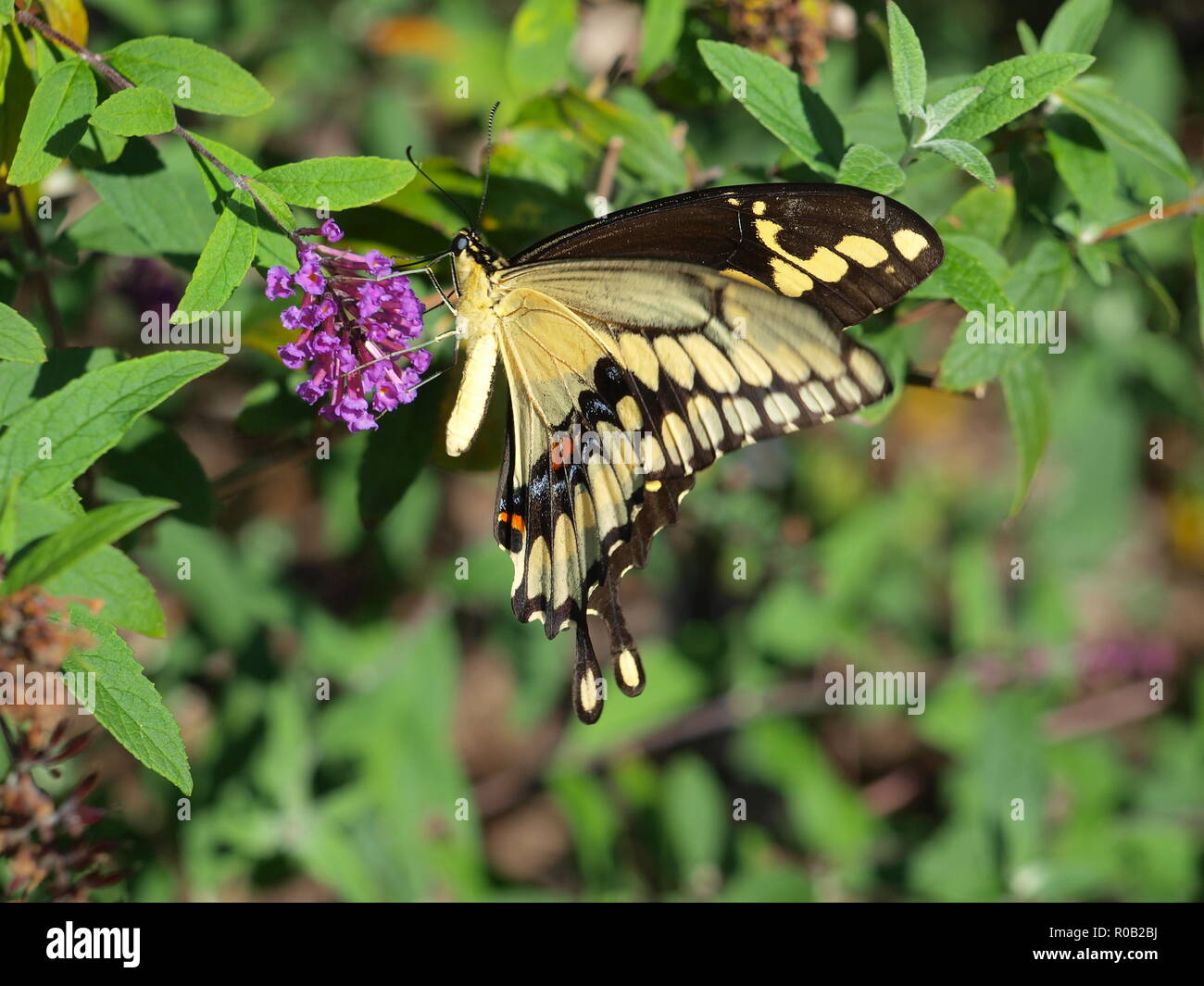 Monarch texas state butterfly hi-res stock photography and images - Alamy