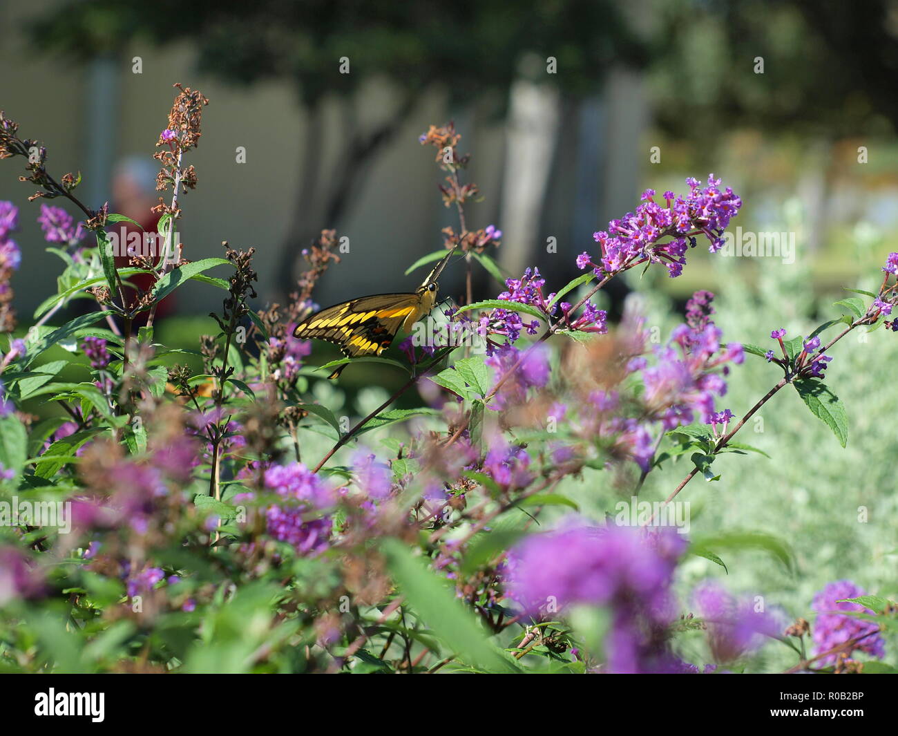 Dallas master gardners hi-res stock photography and images - Alamy