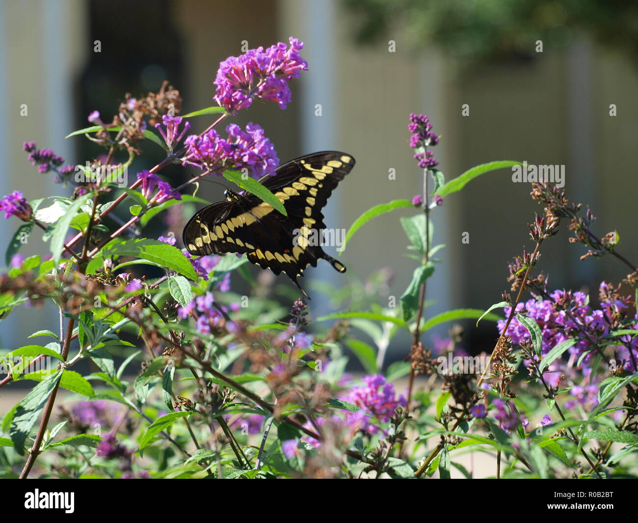 Monarch Texas State Butterfly High Resolution Stock Photography and ...