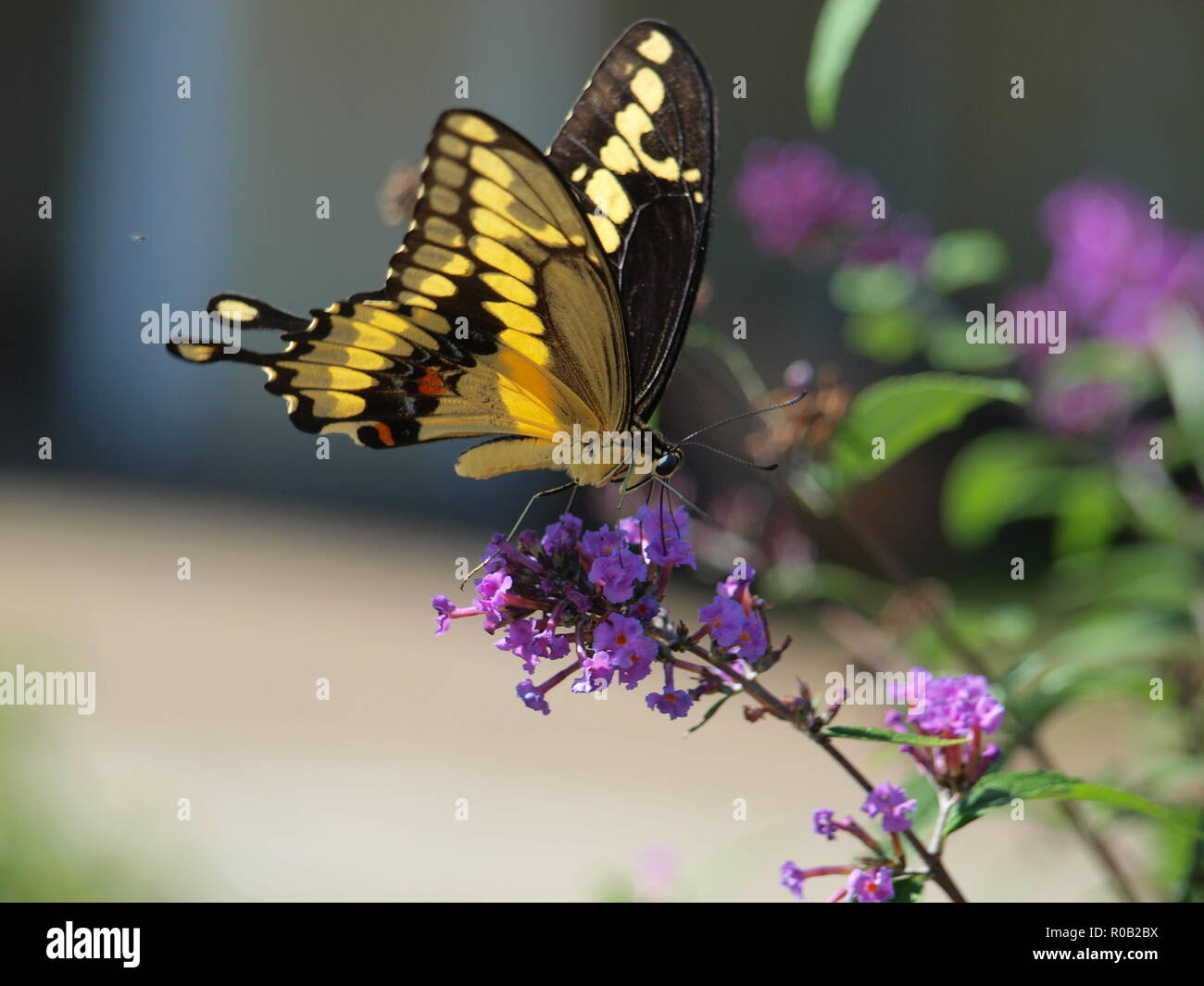 Long grasses garden butterfly hi-res stock photography and images - Alamy