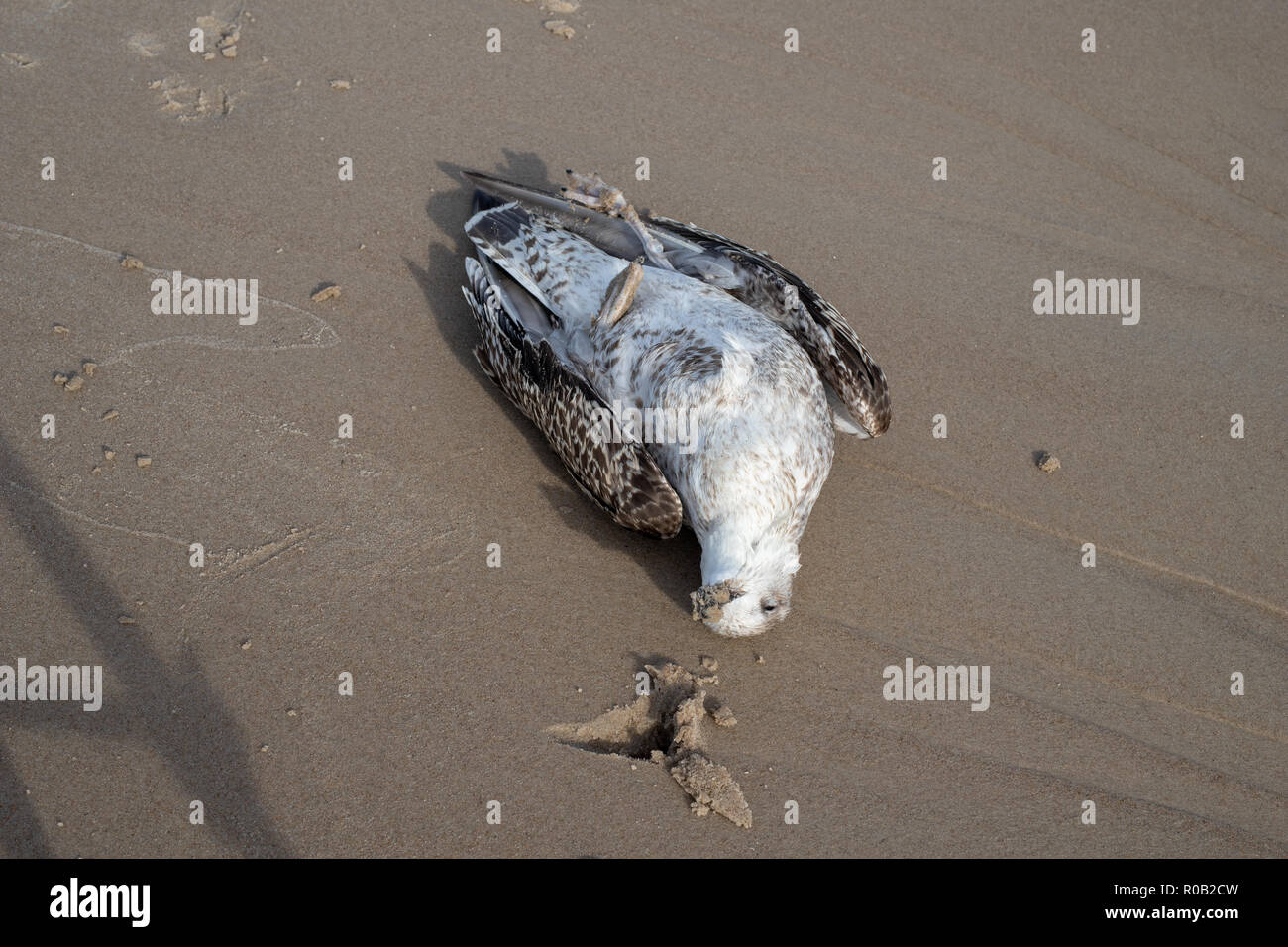 The seagull died on the sand of the sea beach. Coast in central europe ...