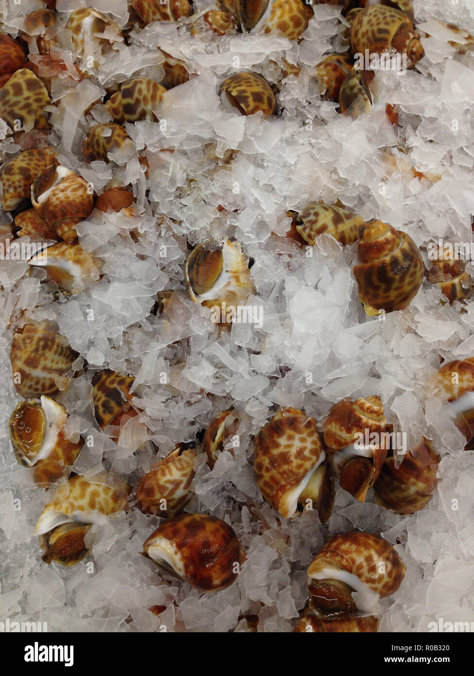 Buy shellfish hi-res stock photography and images - Alamy