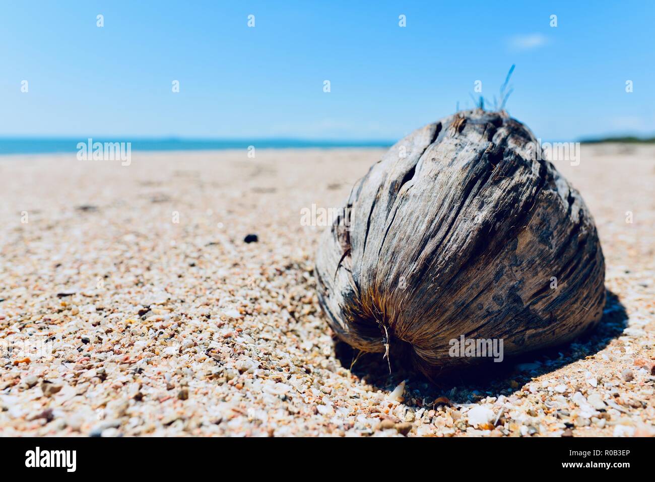A coconut on a deserted tropical beach, Balgal beach, QLD, Australia ...