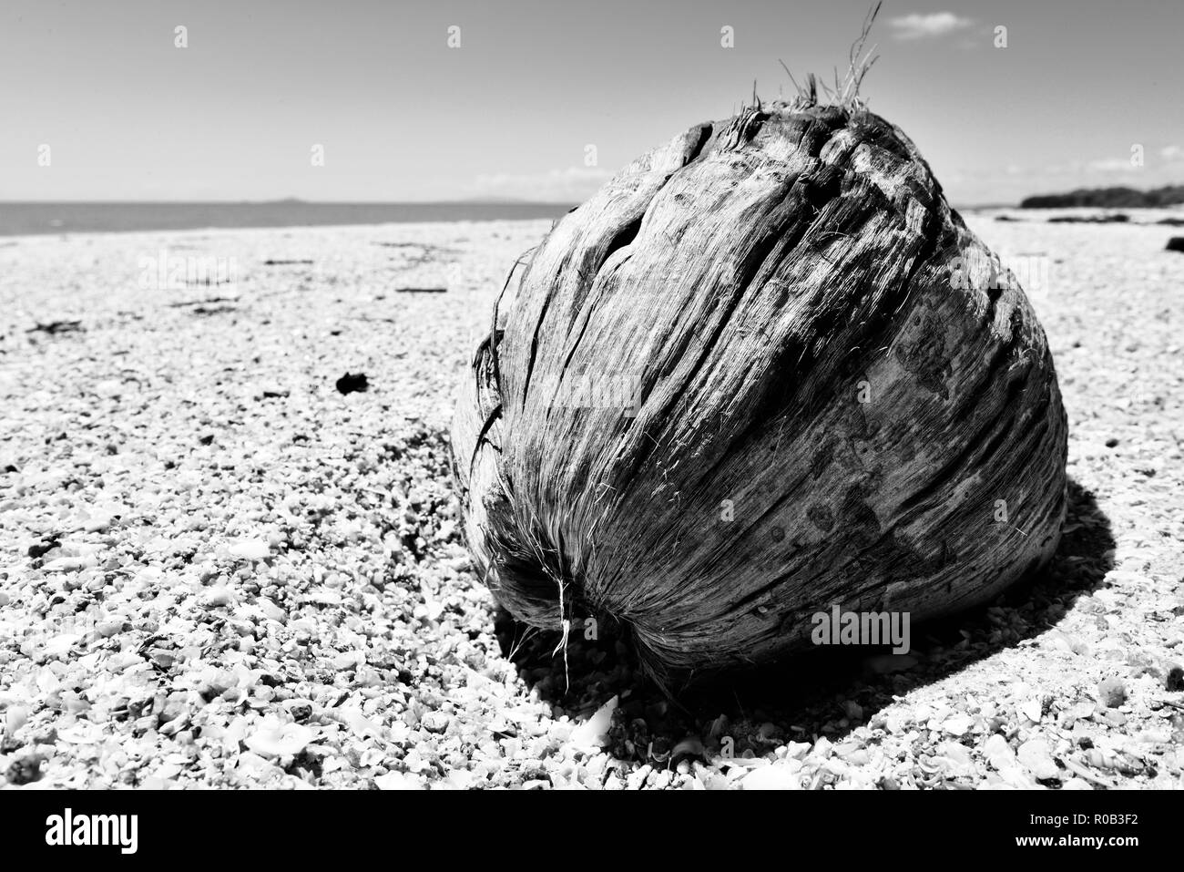 A coconut on a deserted tropical beach, Balgal beach, QLD, Australia ...