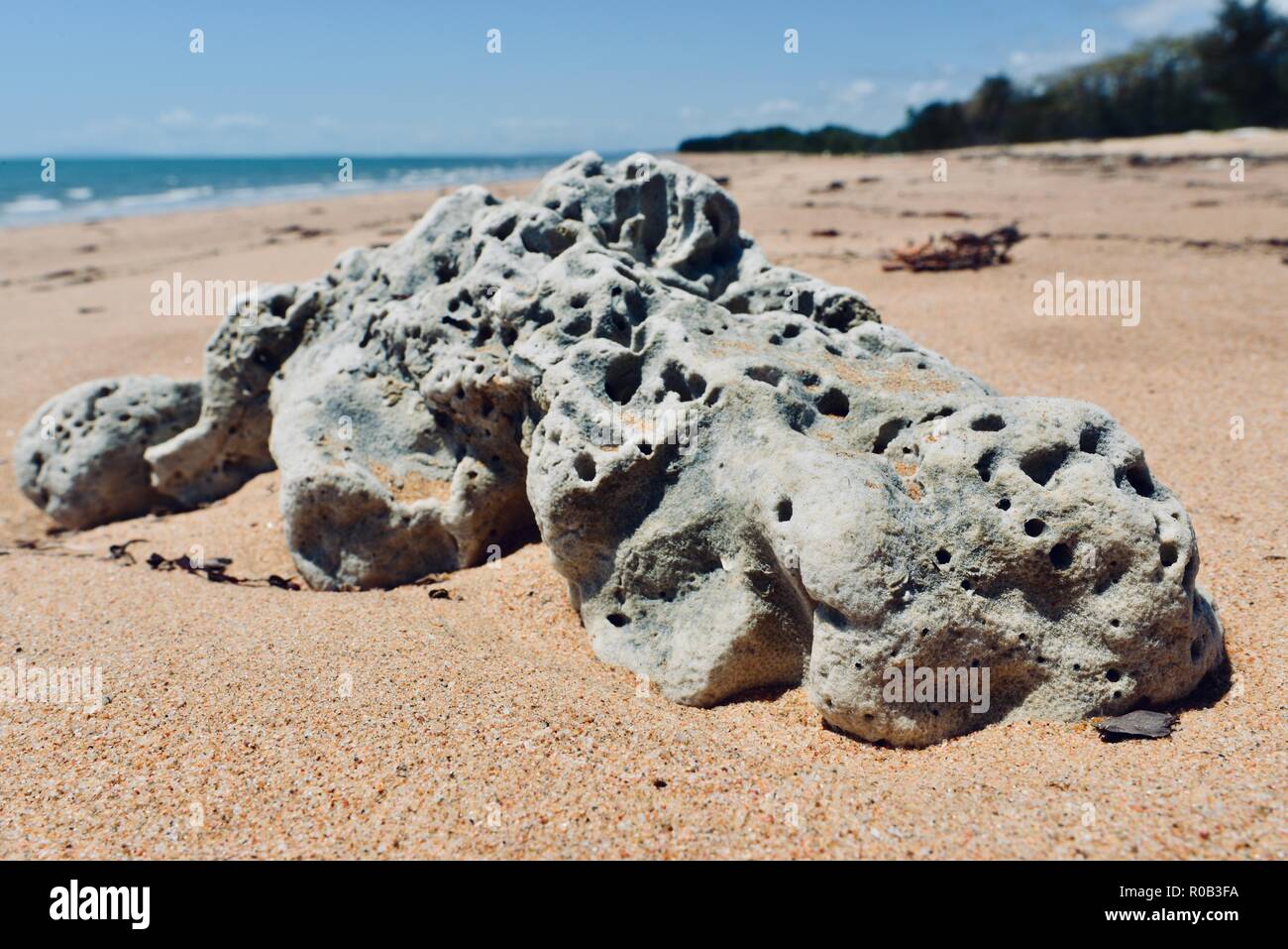 Dead coral on a beach, Balgal beach, QLD, Australia Stock Photo - Alamy
