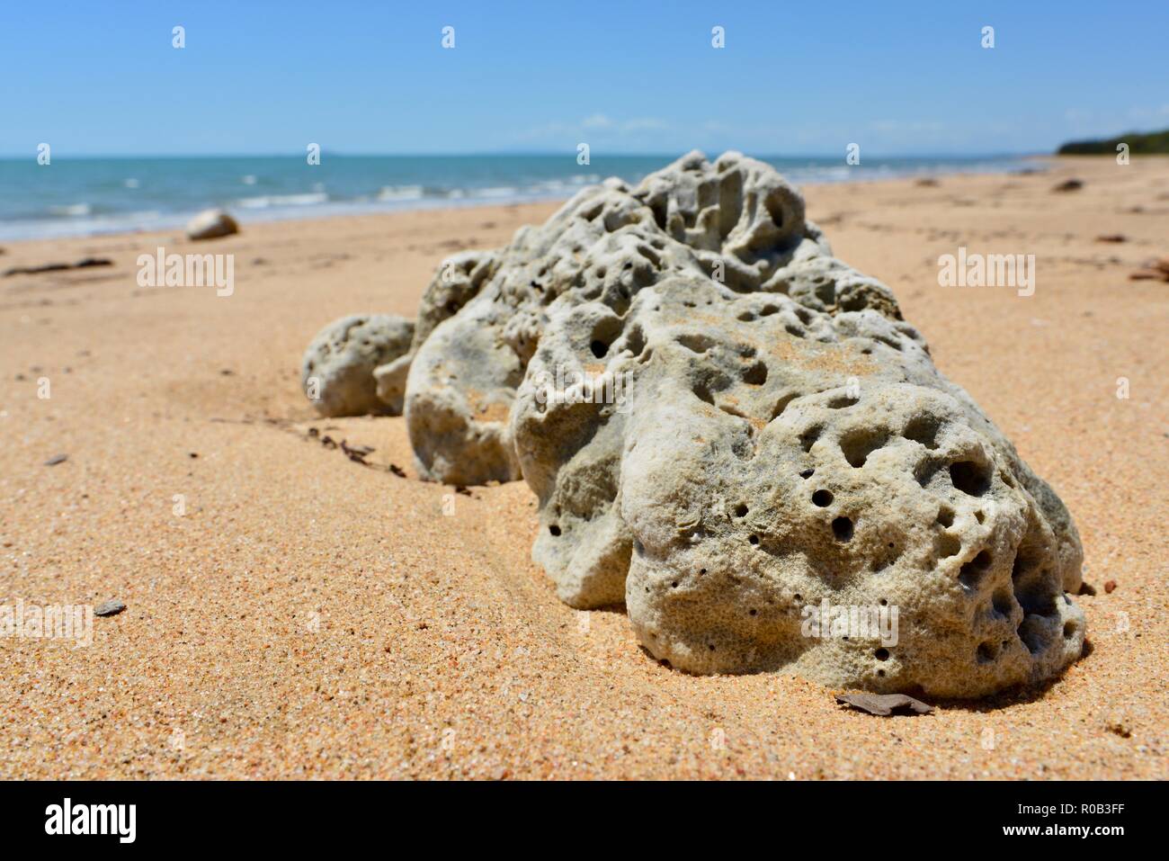 Dead Coral High Resolution Stock Photography and Images - Alamy
