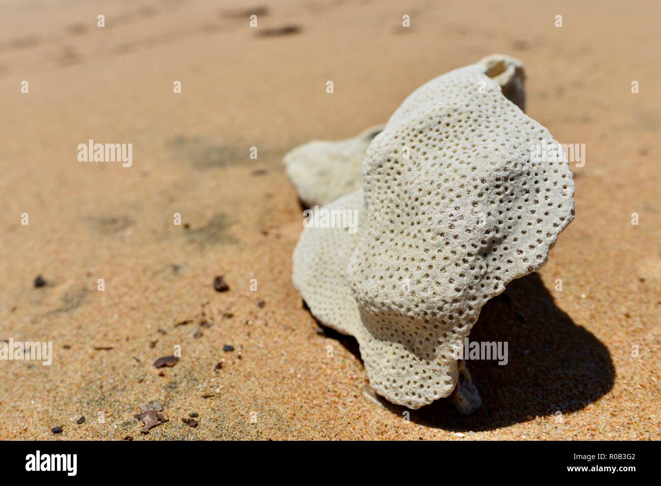 Dead coral on a beach, Balgal beach, QLD, Australia Stock Photo - Alamy