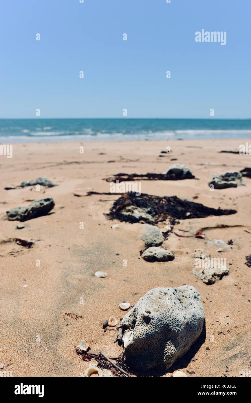 Dead coral on a beach, Balgal beach, QLD, Australia Stock Photo - Alamy