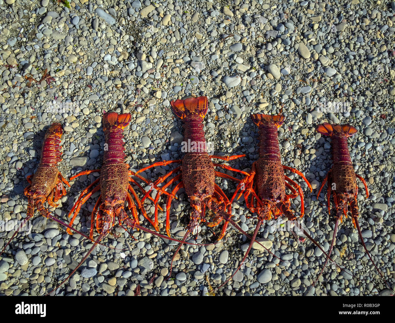 New zealand crayfish hi-res stock photography and images - Alamy