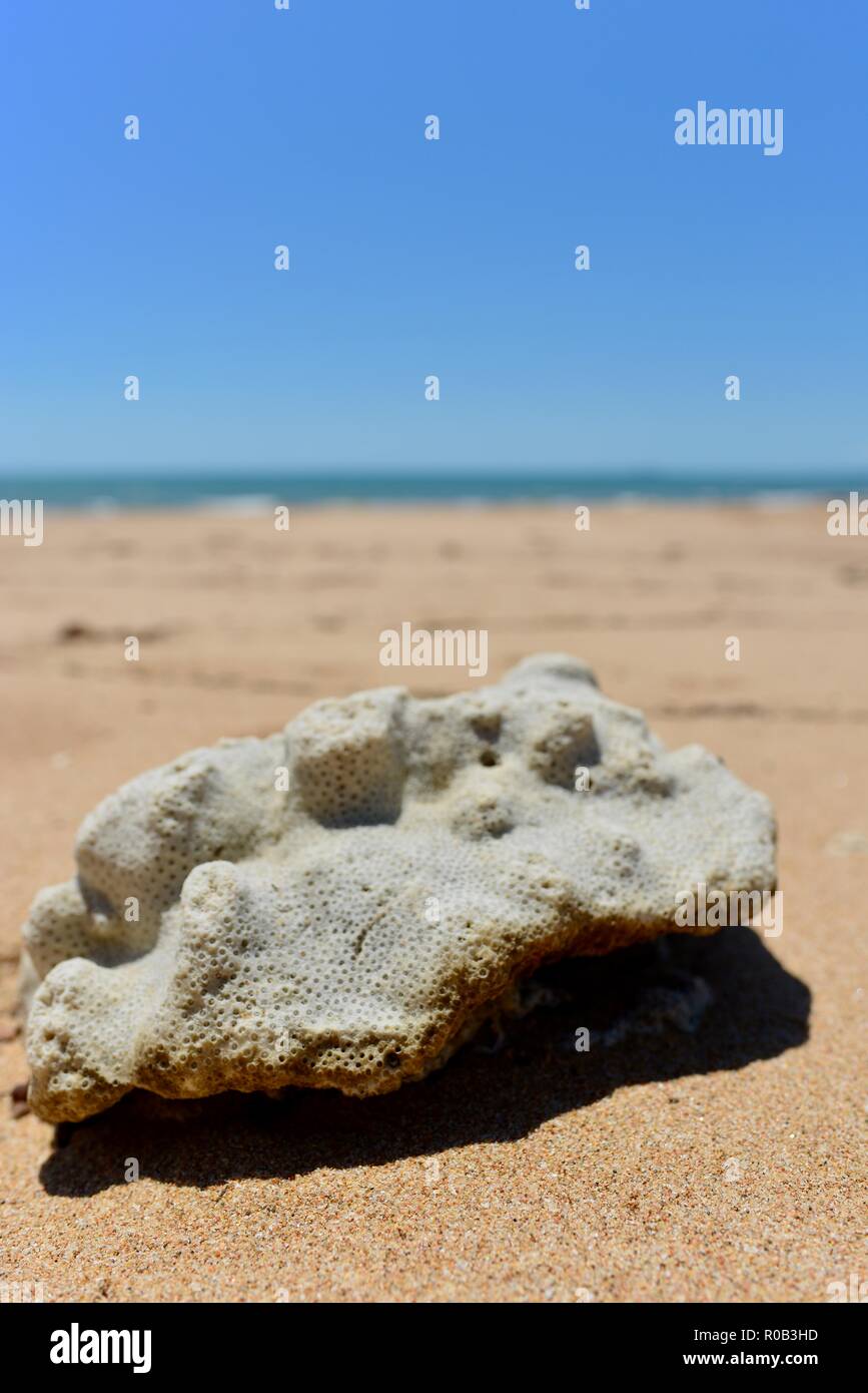 Dead coral on a beach, Balgal beach, QLD, Australia Stock Photo - Alamy