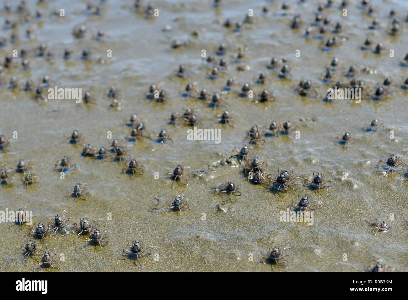 Soldier crabs Mictyris longicarpus running along a beach during low ...