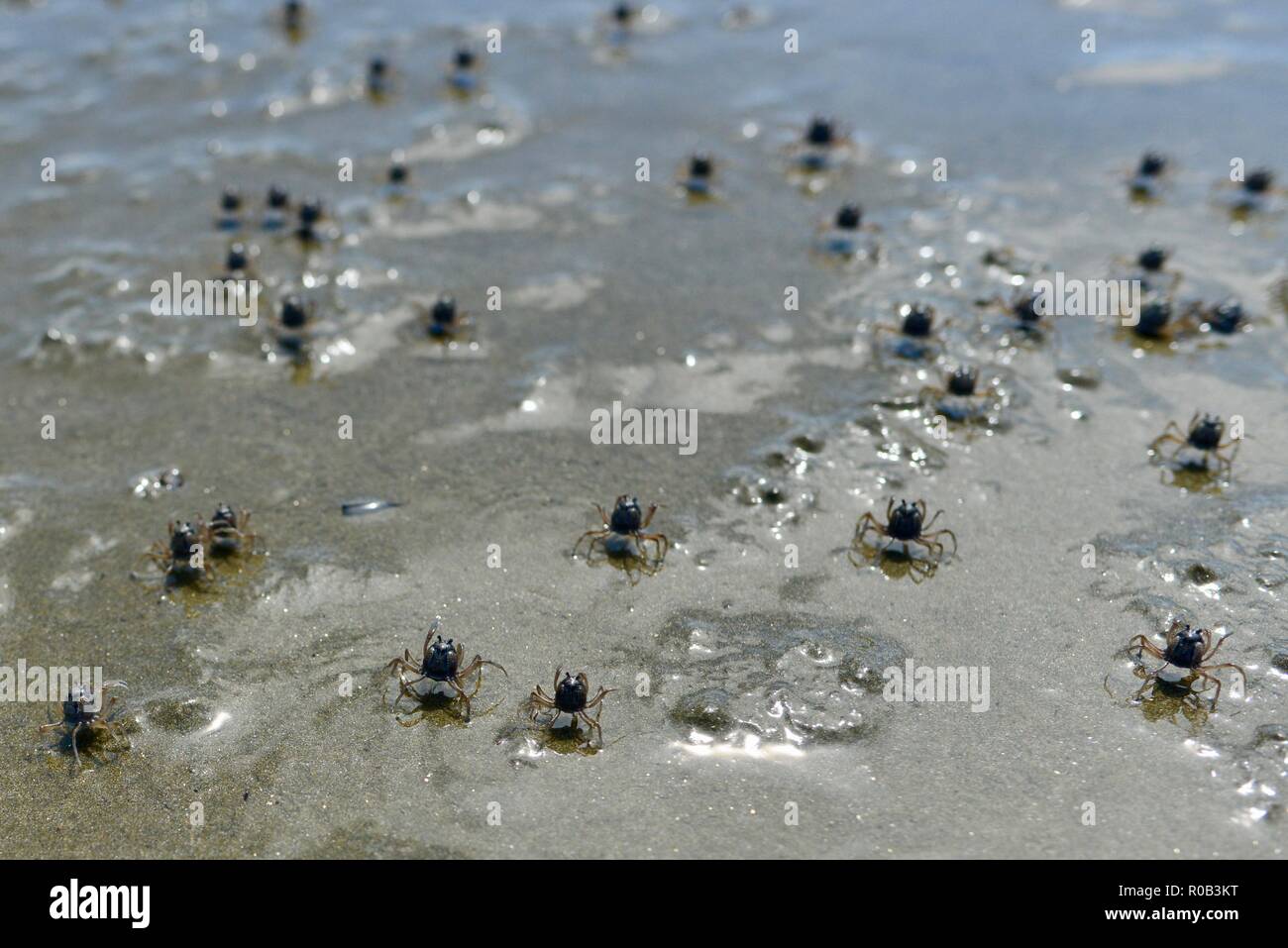 Soldier crabs Mictyris longicarpus running along a beach during low ...