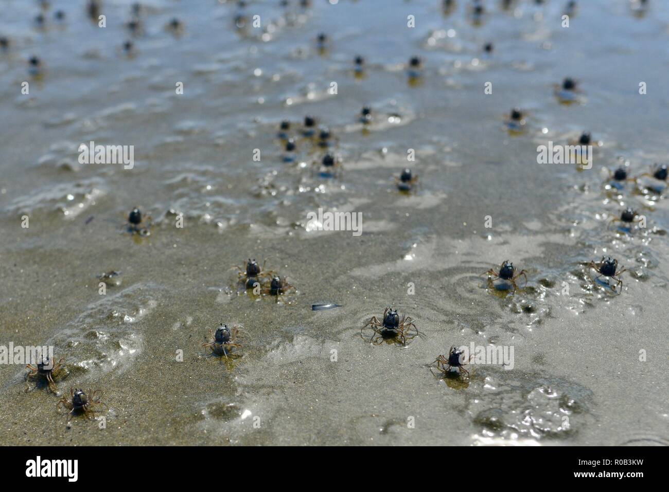 Soldier crabs Mictyris longicarpus running along a beach during low ...
