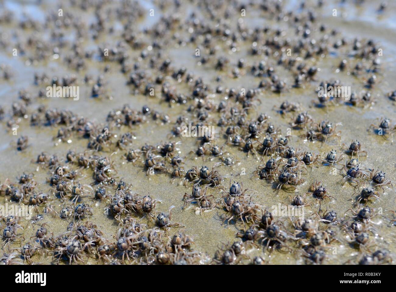 Soldier crabs Mictyris longicarpus running along a beach during low ...