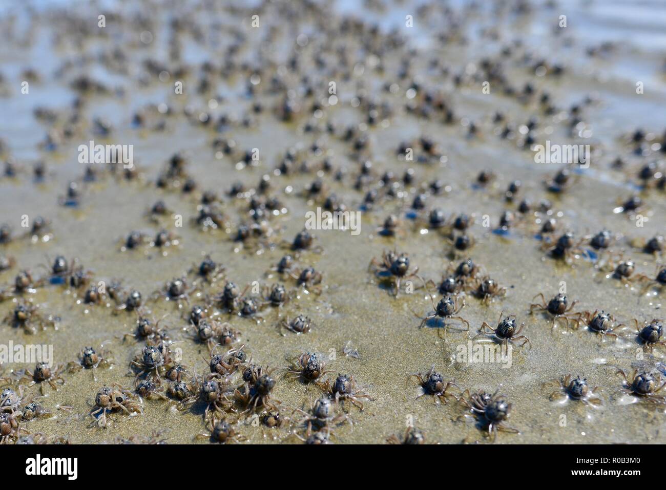Soldier crabs Mictyris longicarpus running along a beach during low ...