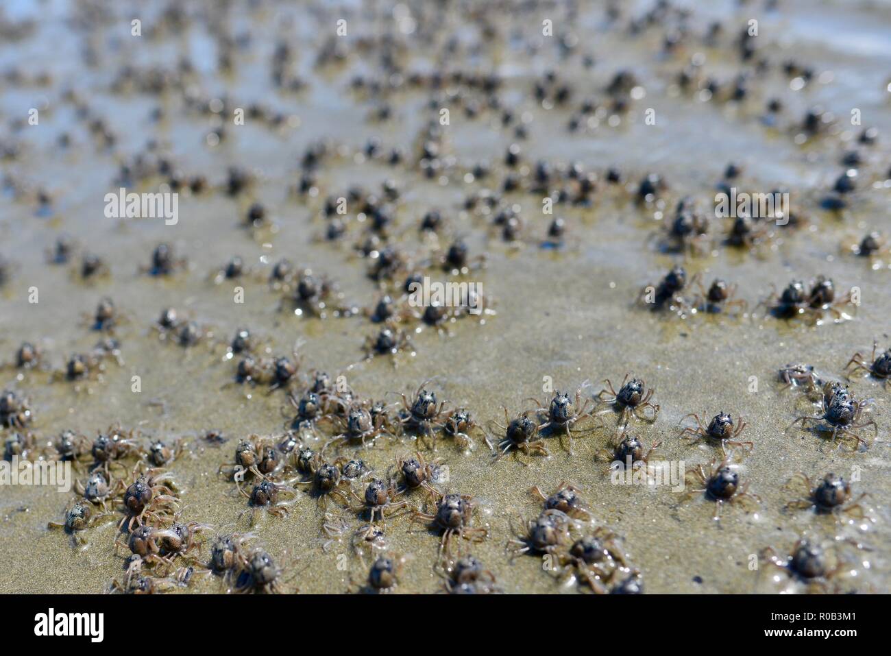 Soldier crabs Mictyris longicarpus running along a beach during low ...