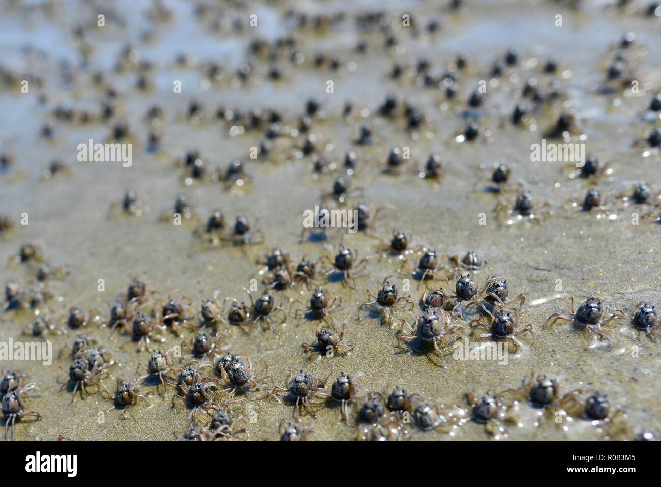 Soldier crabs Mictyris longicarpus running along a beach during low ...