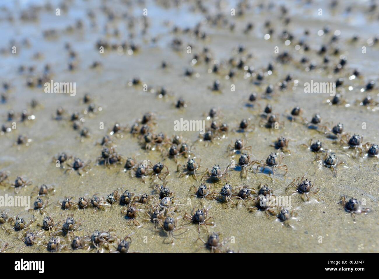 Soldier crabs Mictyris longicarpus running along a beach during low ...