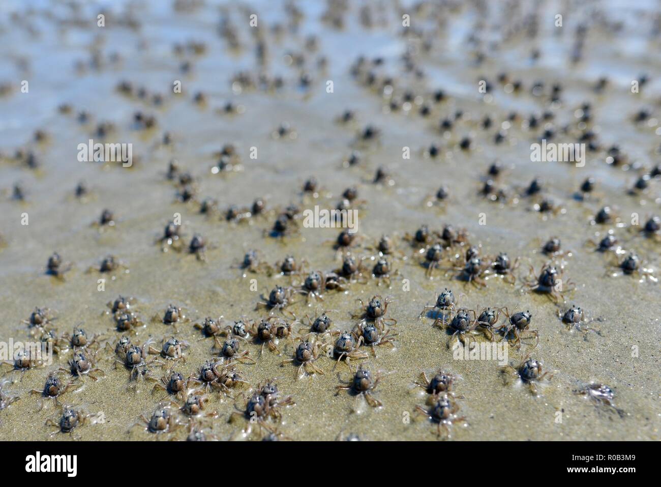 Soldier crabs Mictyris longicarpus running along a beach during low ...
